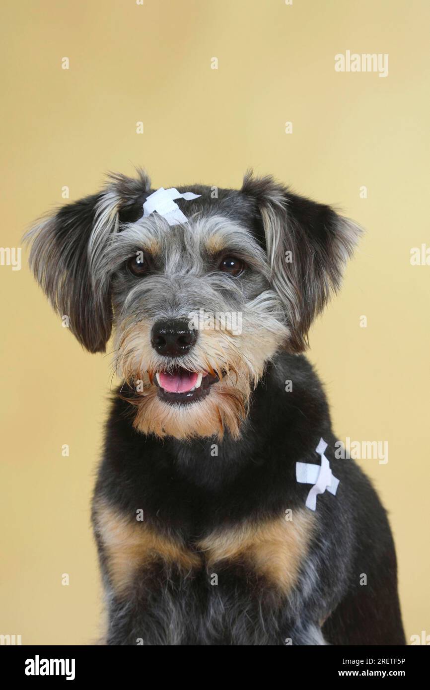 Dog plaster hi-res stock photography and images - Alamy