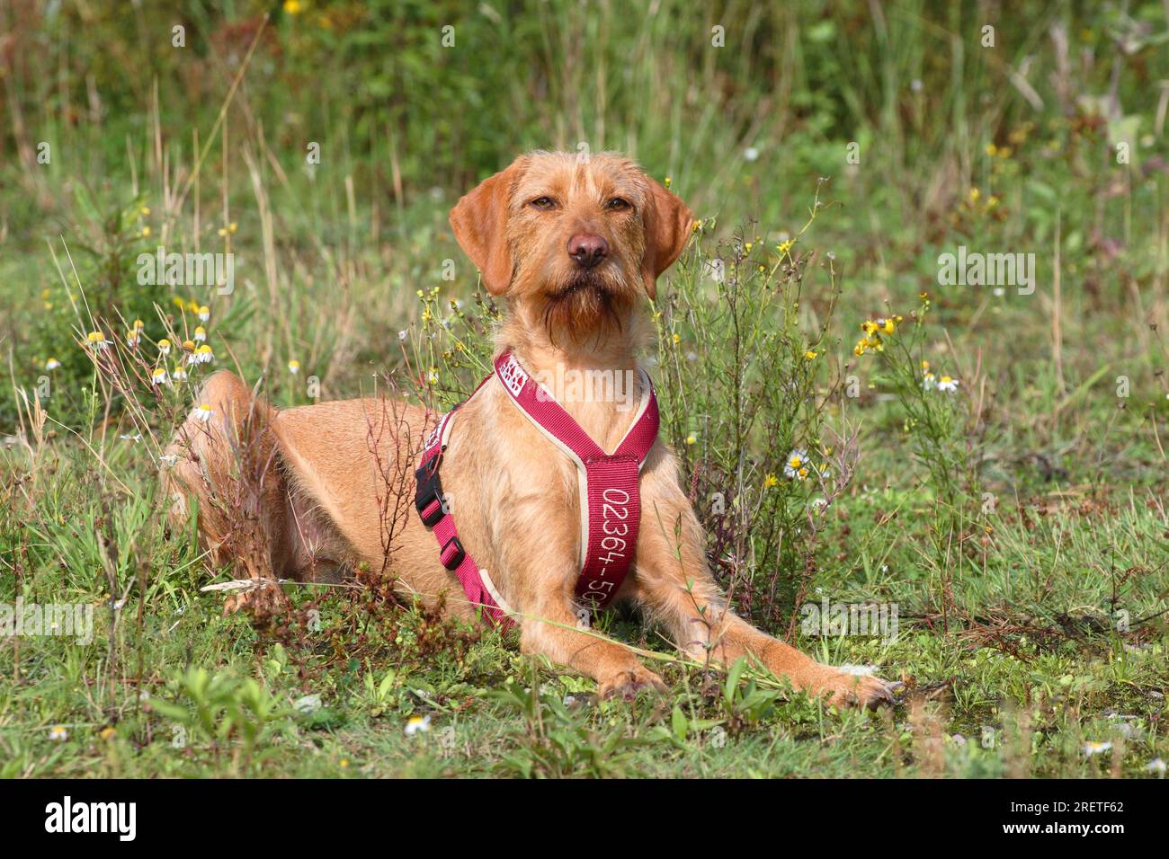 Wire-haired Hungarian pointer, wire-haired Vizsla Stock Photo - Alamy