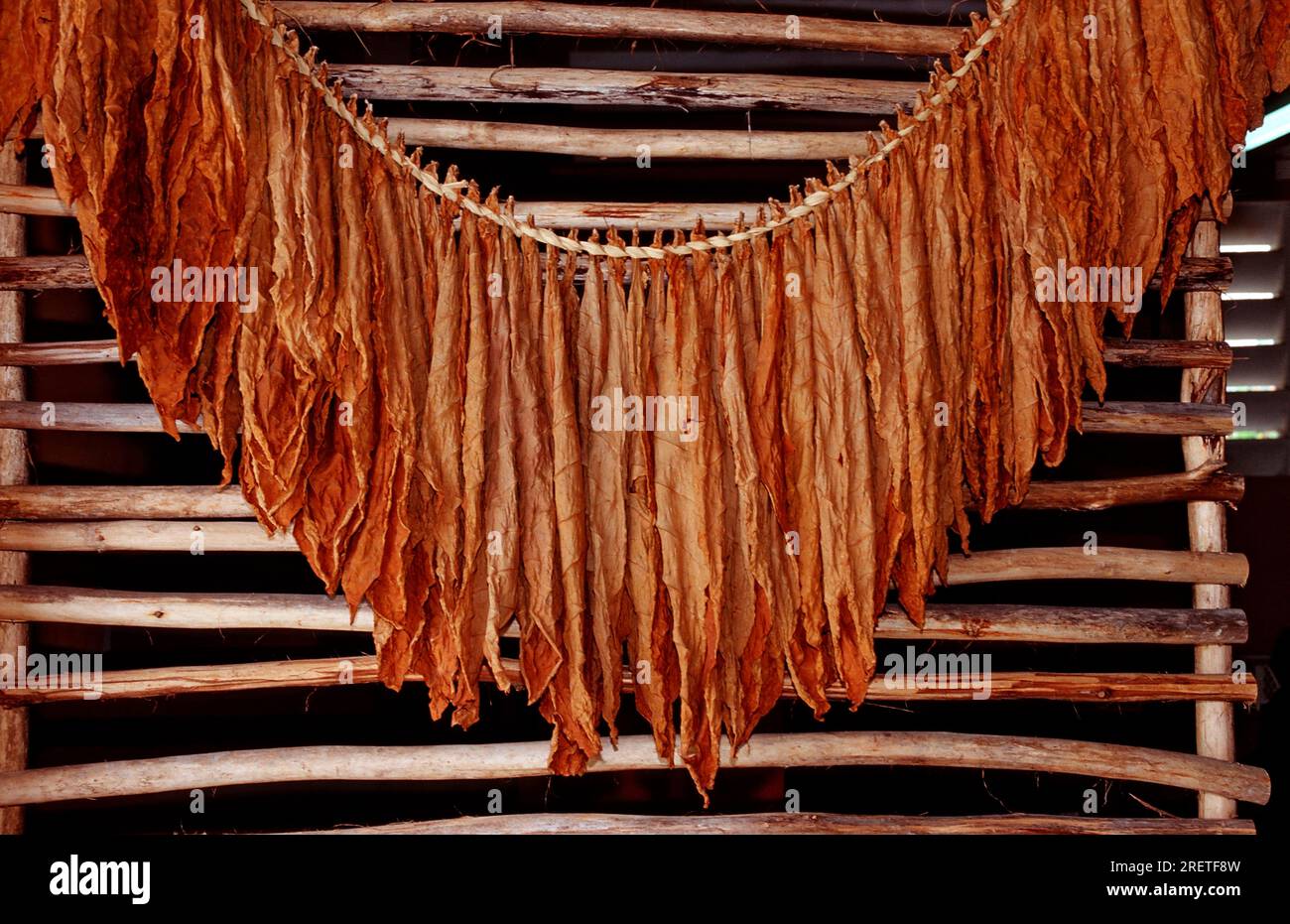 Cigar production, Punta Cana, cigar, cigars, tobacco, tobacco leaves ...