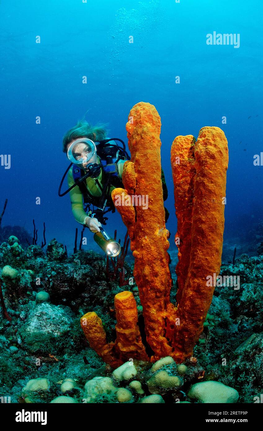 Tube sponge and diver, Punta Cana, diver, tube sponge, Dominican ...