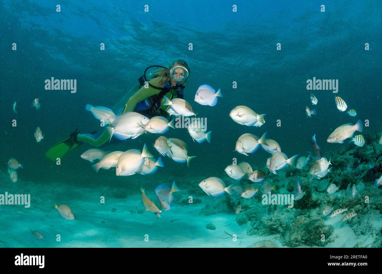 Surgeonfishes and diver, Punta Cana, Dominican Republic (Acanthurus ...