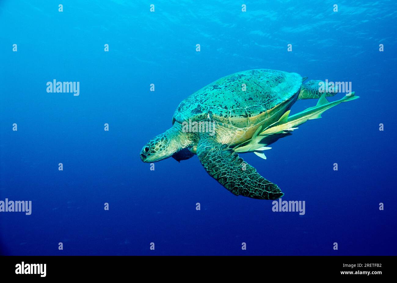 Green Turtle (Chelonia mydas), Egypt Stock Photo - Alamy