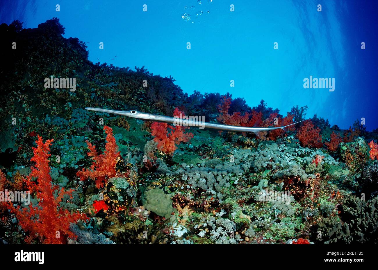 Cornetfish hi-res stock photography and images - Alamy