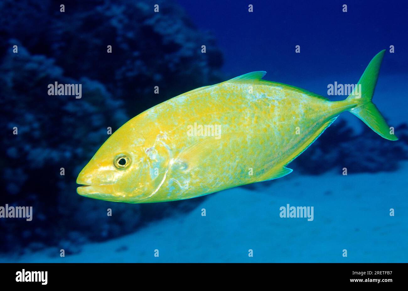 Orangespotted Trevally, Egypt (Carangoides bajad Stock Photo - Alamy