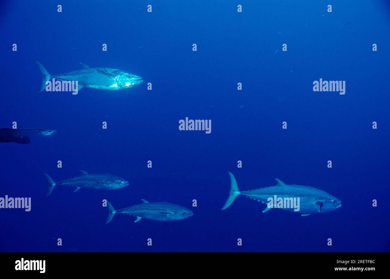 Gymnosarda unicolor hi-res stock photography and images - Alamy