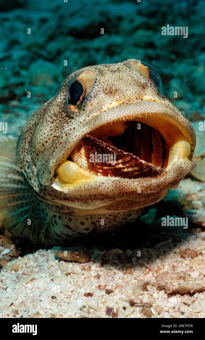 Giant jawfish digging a cave, Sea of Cortez, Lower California ...