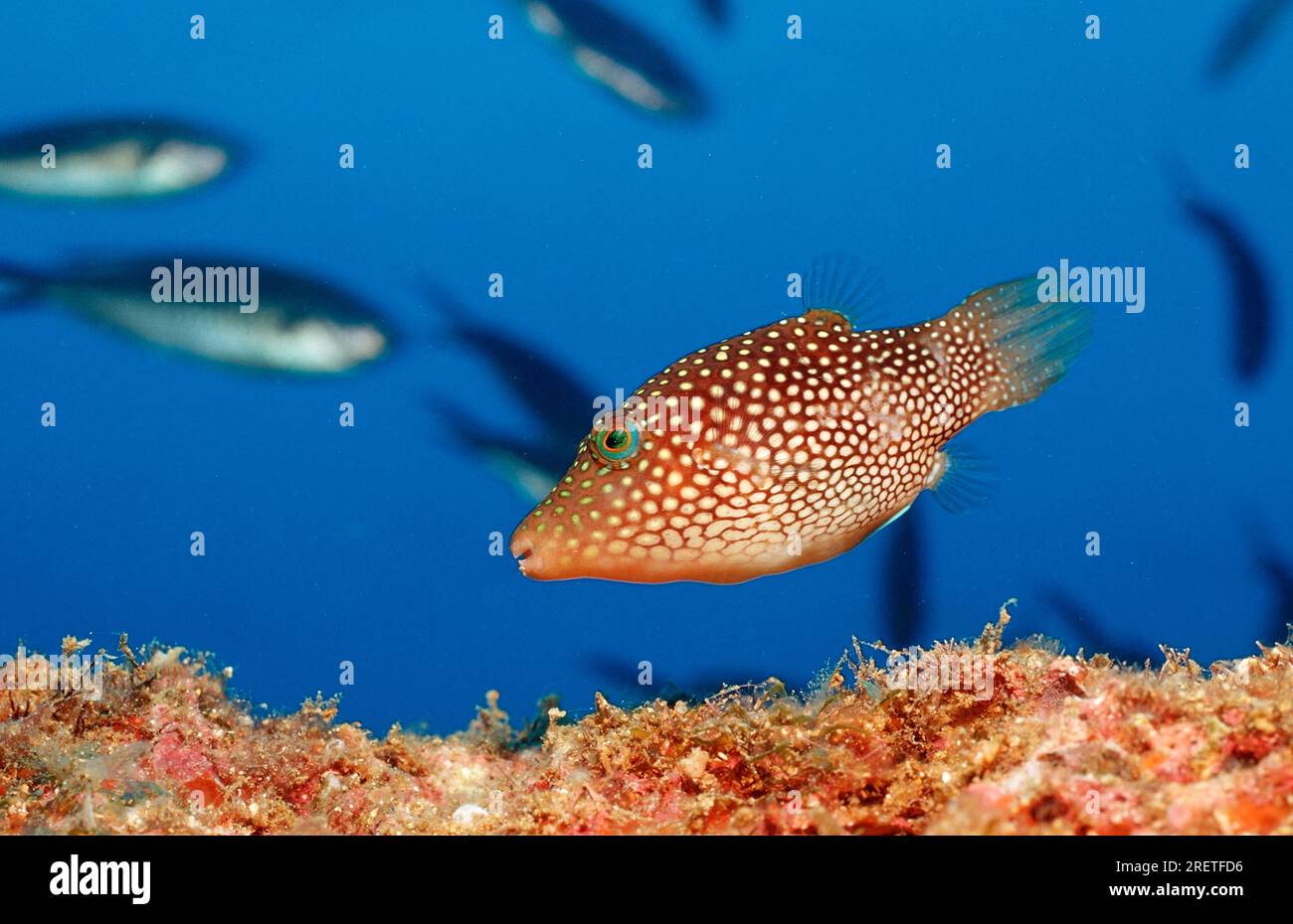 Sharphead hi-res stock photography and images - Alamy