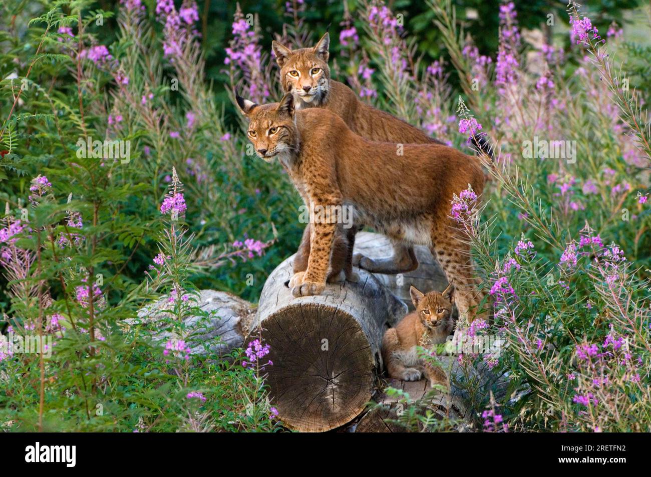 European lynxes, pair with young, Eurasian lynx (Lynx lynx Stock Photo ...