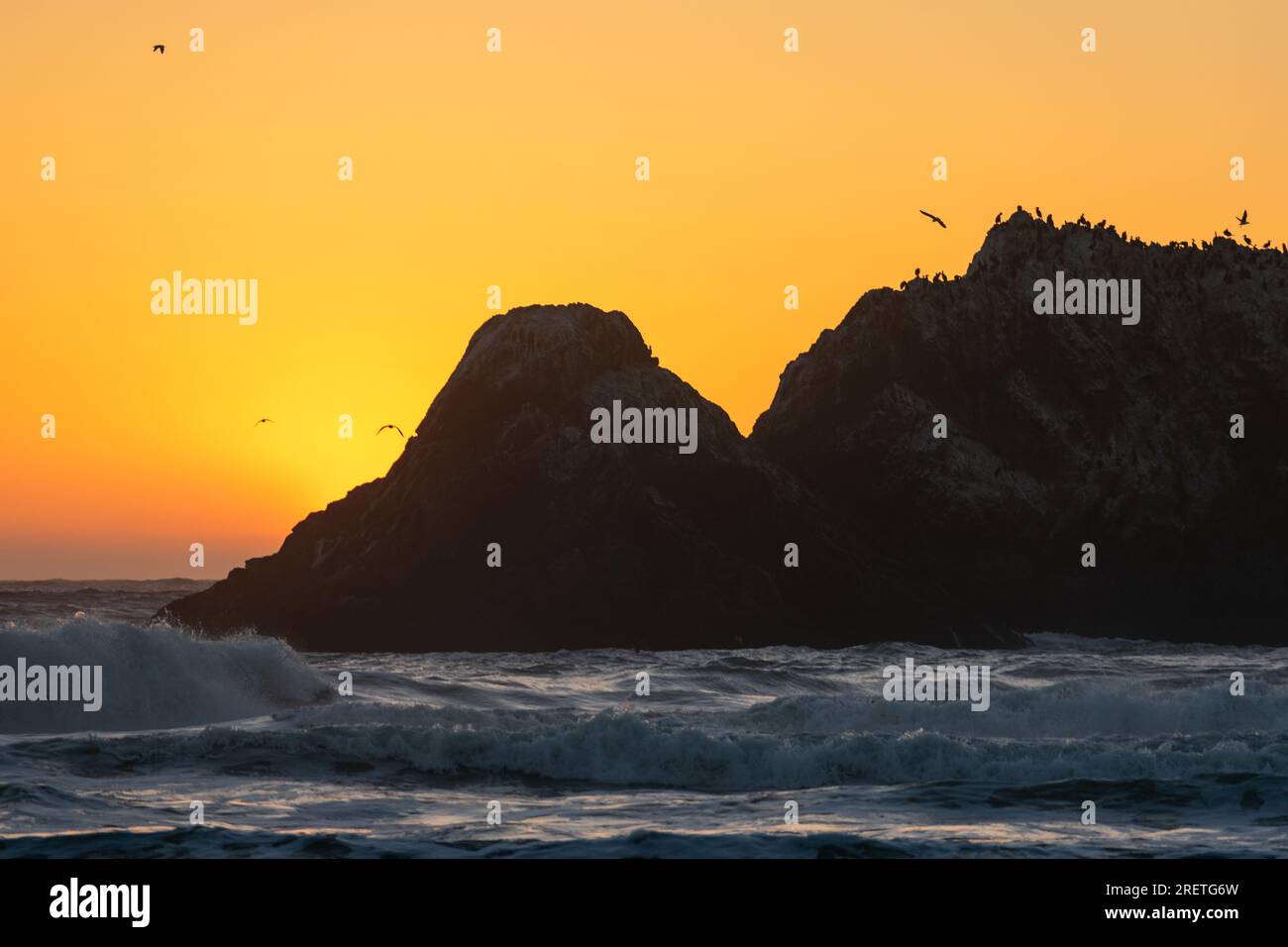 Pacific ocean seabirds hi-res stock photography and images - Alamy