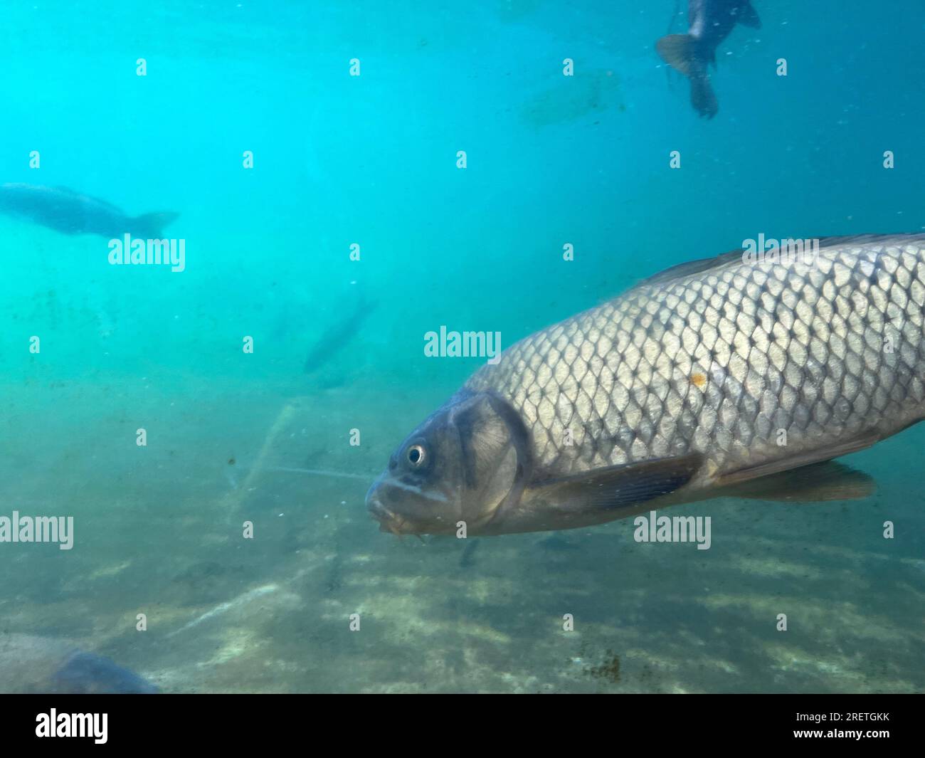 Close up photo of a Cyprinus carpio fish Stock Photo - Alamy