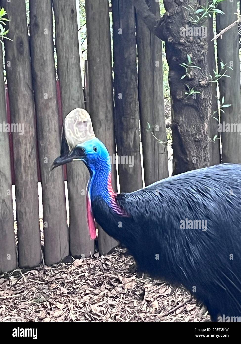 Cassowary Australia Zoo