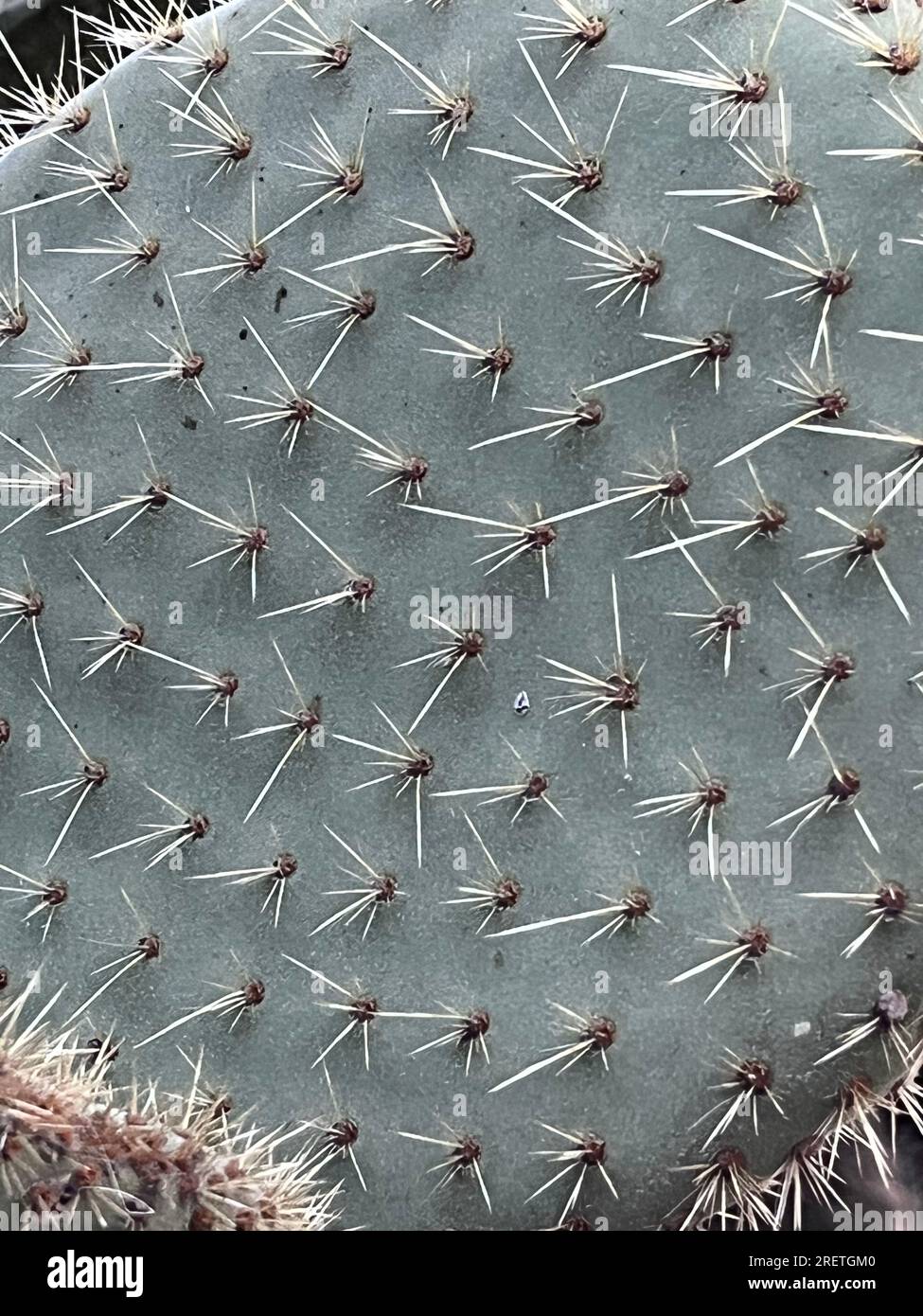 Cactaceae spines detail hi-res stock photography and images - Alamy