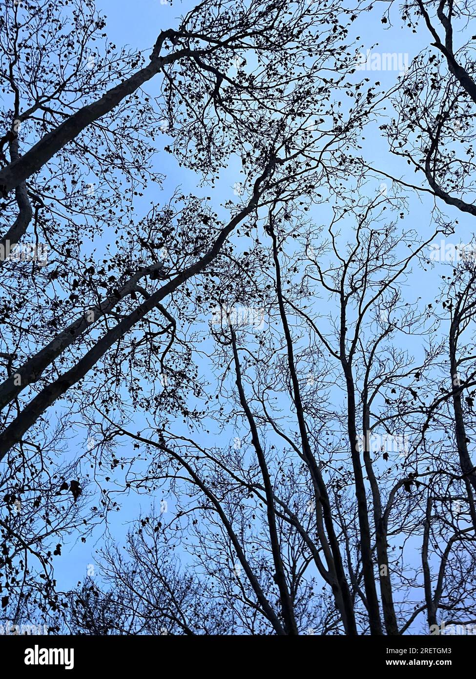 tree branches in winter Stock Photo - Alamy