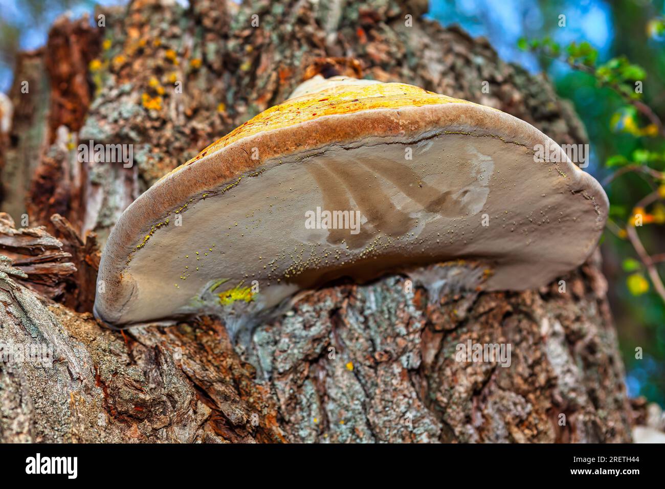 Ganoderma Lucidum mushroom growing on a tree in the forest Stock Photo ...
