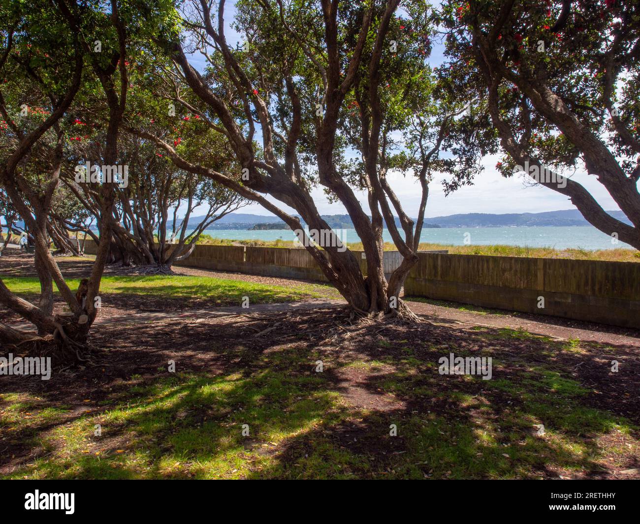 Coastal plants trees hi-res stock photography and images - Alamy