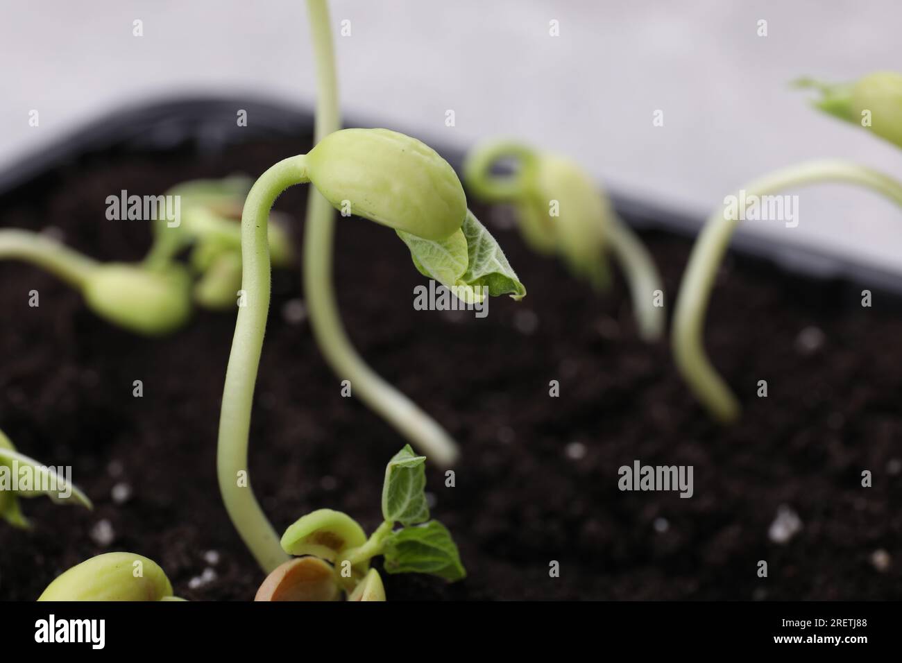 Bean sprouts planting hi-res stock photography and images - Alamy