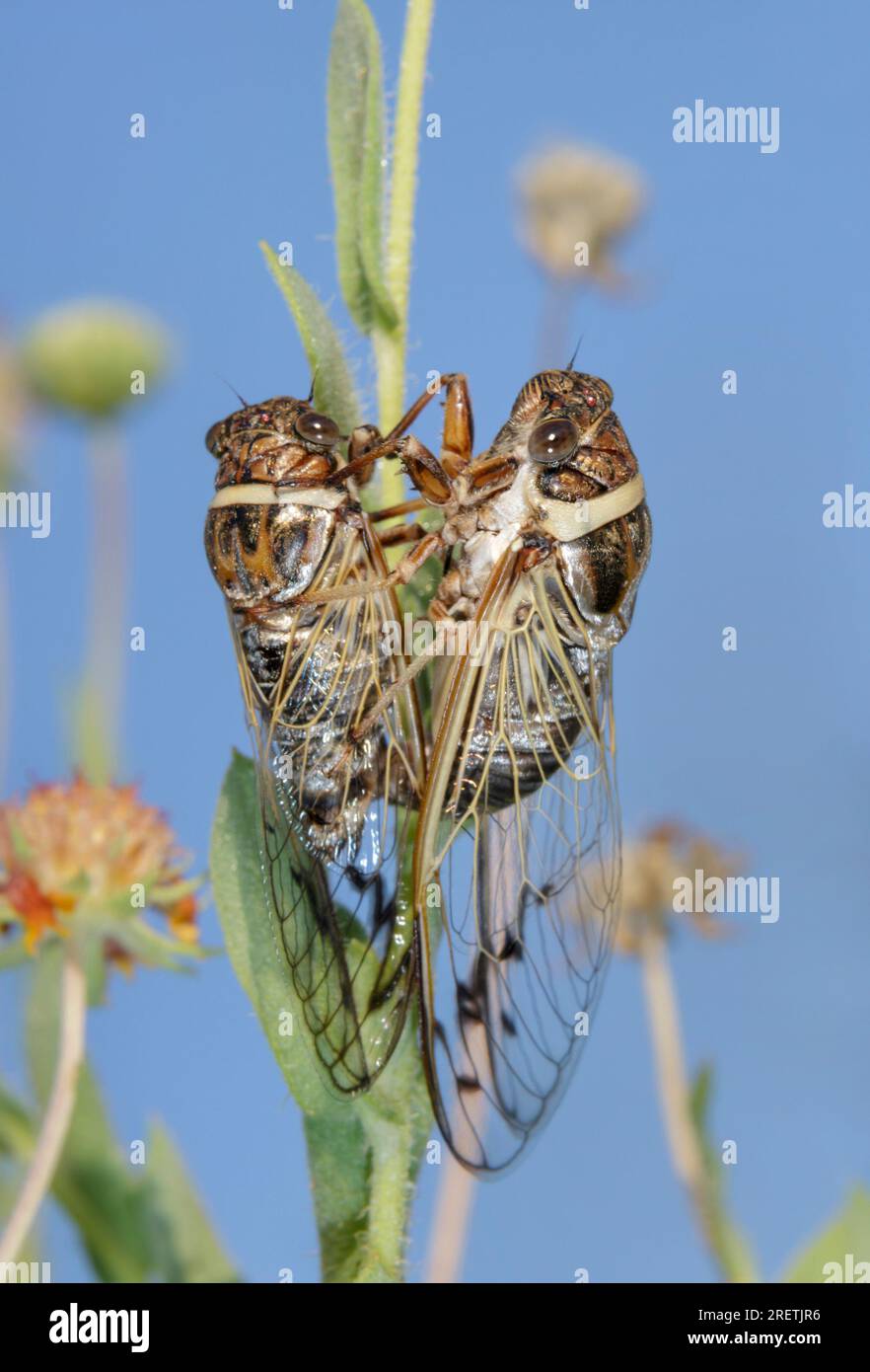 Scrub cicada (Diceroprocta marevagans) pair mating in the grass ...