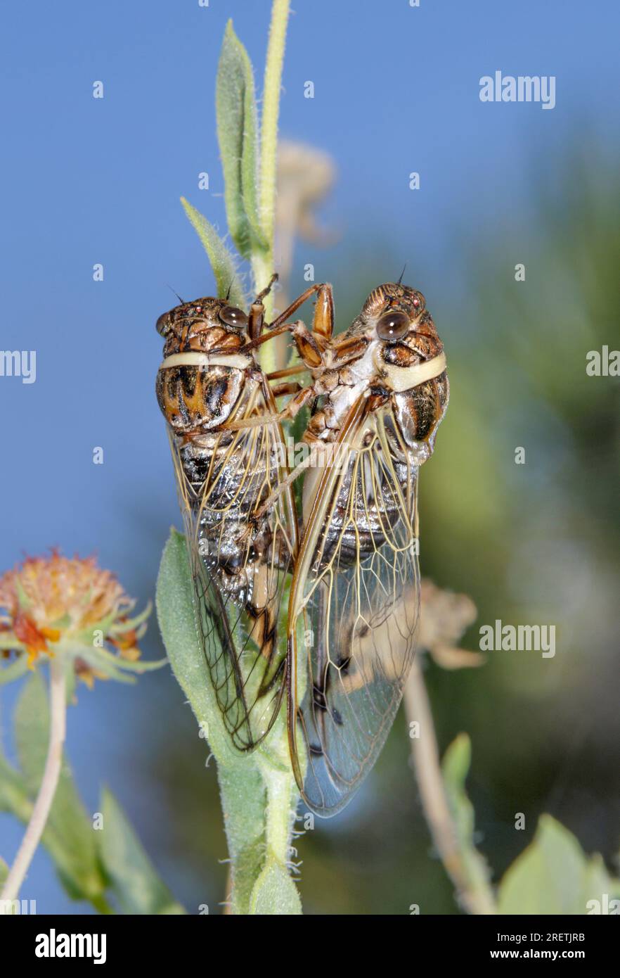 Pair insects hi-res stock photography and images - Alamy