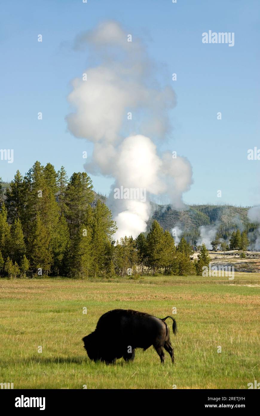 Yellowstone animals hi-res stock photography and images - Alamy