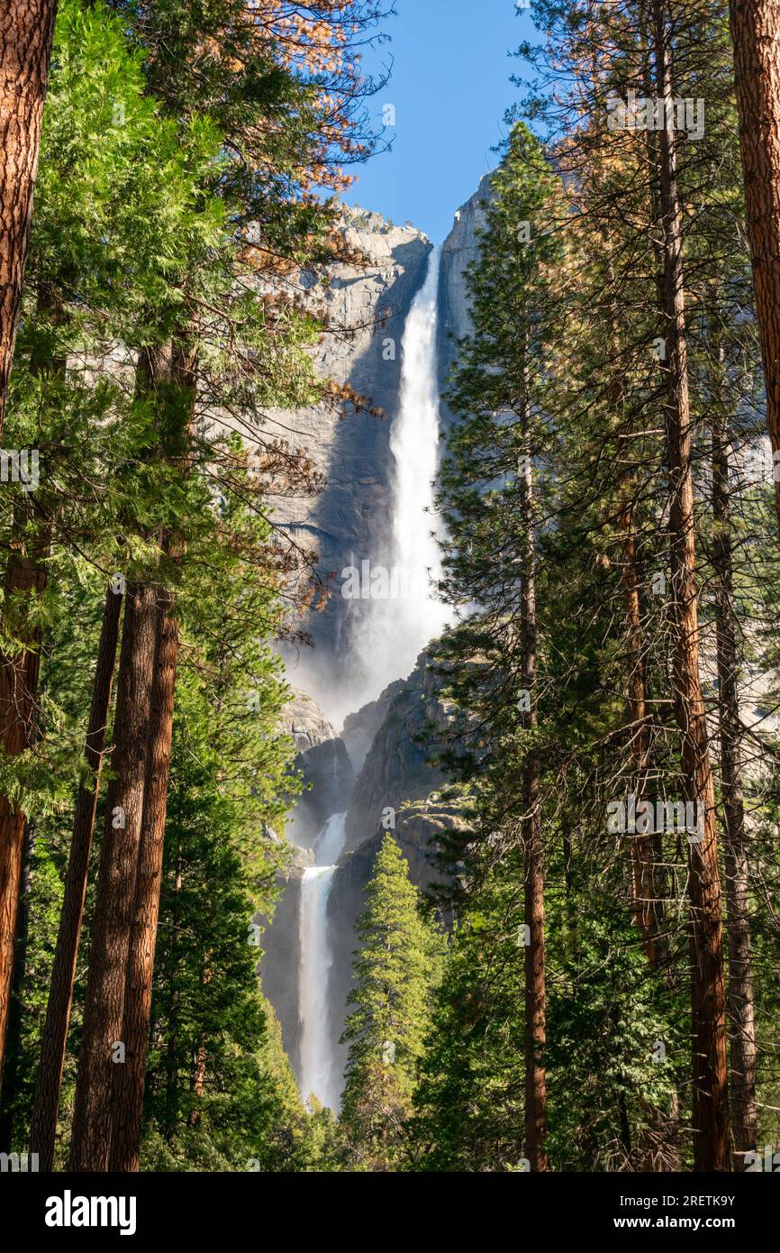 Visitors wander among pine trees with Yosemite Falls in the backdrop ...