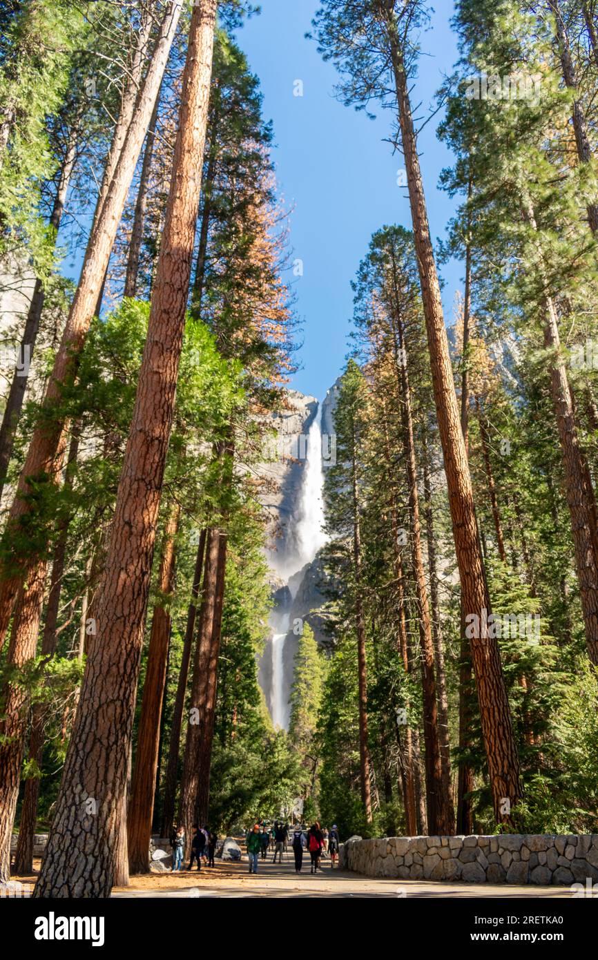 Visitors wander among pine trees with Yosemite Falls in the backdrop ...