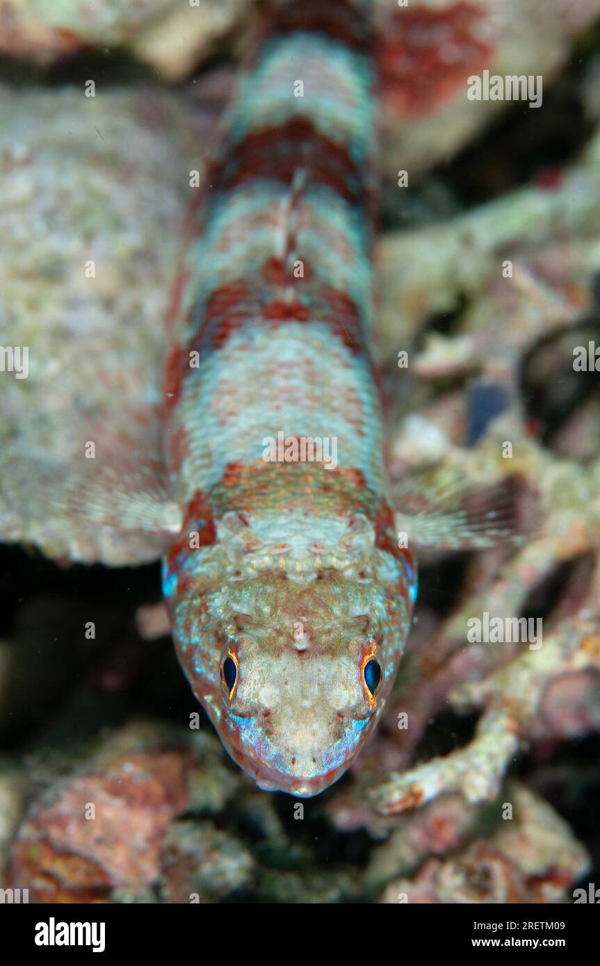 Reef Lizardfish, Synodus variegatus, Friwinbonda, Dampier Strait, Raja ...