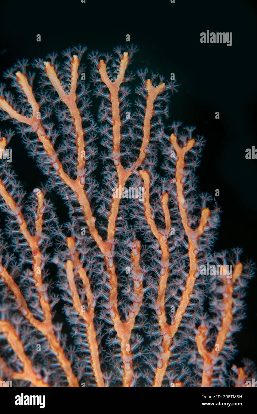 Sea Fan, Melithaea sp, Batu Lima dive site, Dampier Strait, Raja Ampat ...