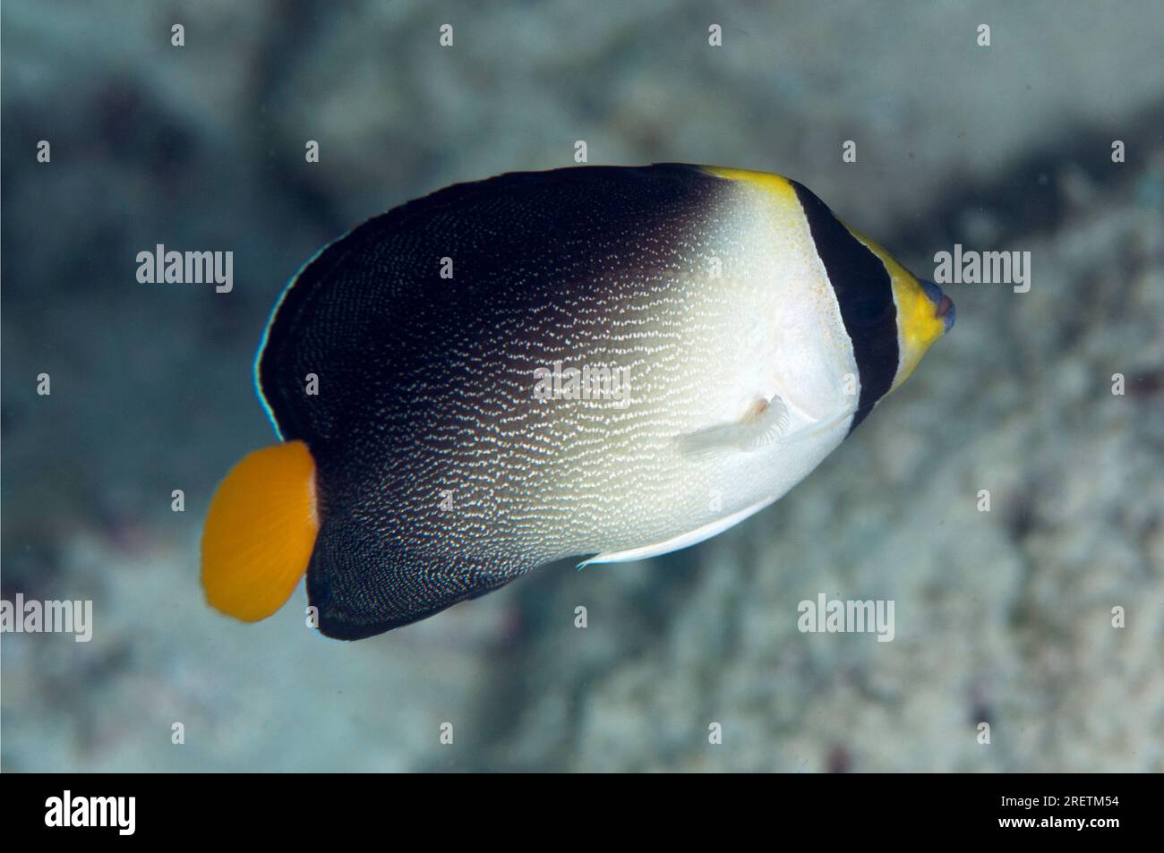 Vermiculated Angelfish, Chaetodontoplus mesoleucus, Batu Lima, Dampier ...