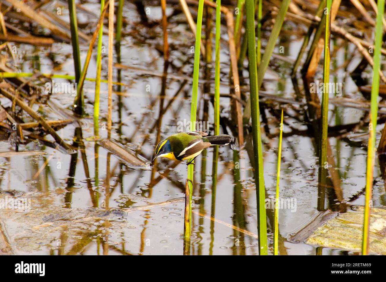 "Siete colores" bird at a wetland in Hualpen, south Chile Stock Photo ...
