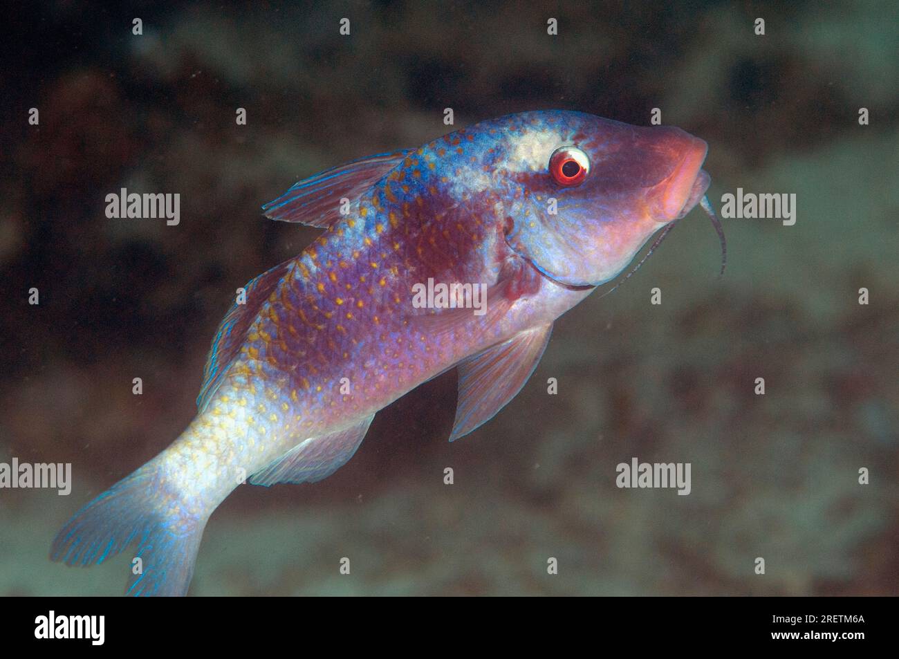 Doublebar Goatfish, Parupeneus crassilabris, in purple phase which ...