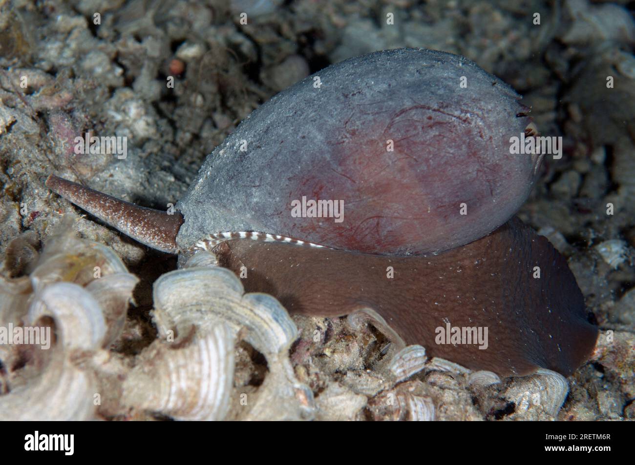 Giant Bailer Shell, Melo amphora, Saonex Pier dive site, Dampier Strait ...