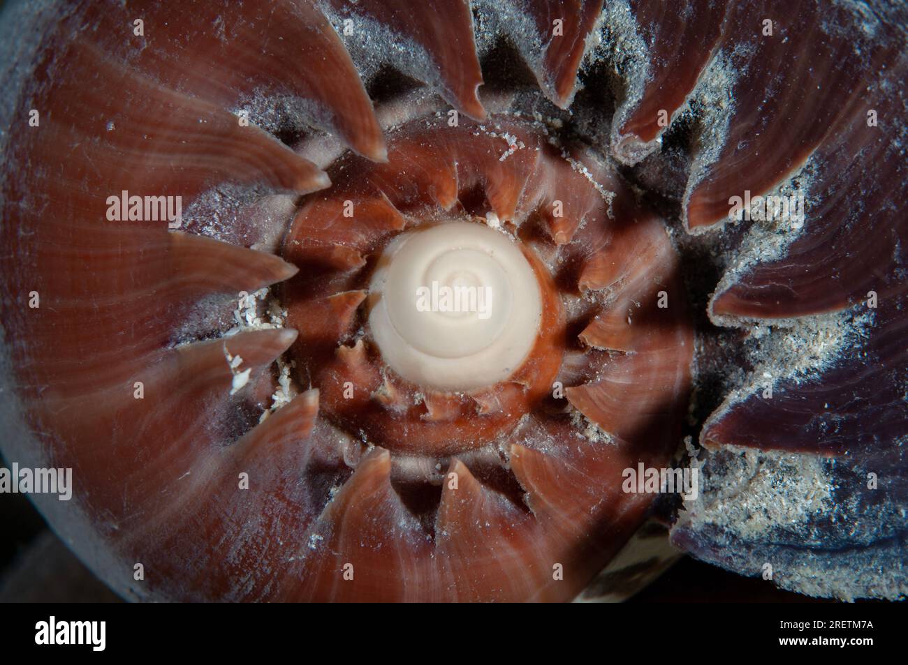 Detail of Giant Bailer Shell, Melo amphora, Saonex Pier dive site ...