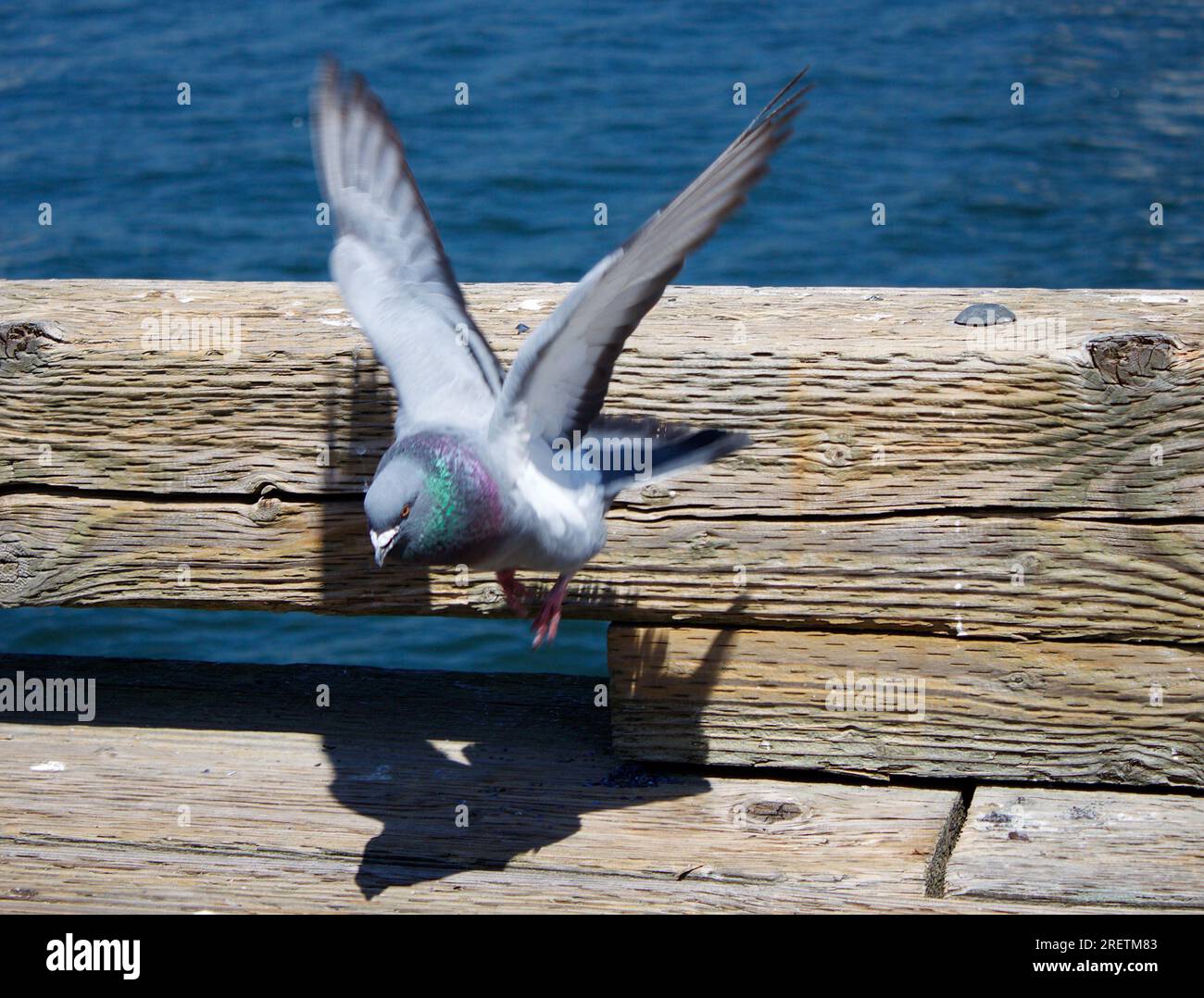 A pigeon has its wings spread as it flies down toward the wooden ...