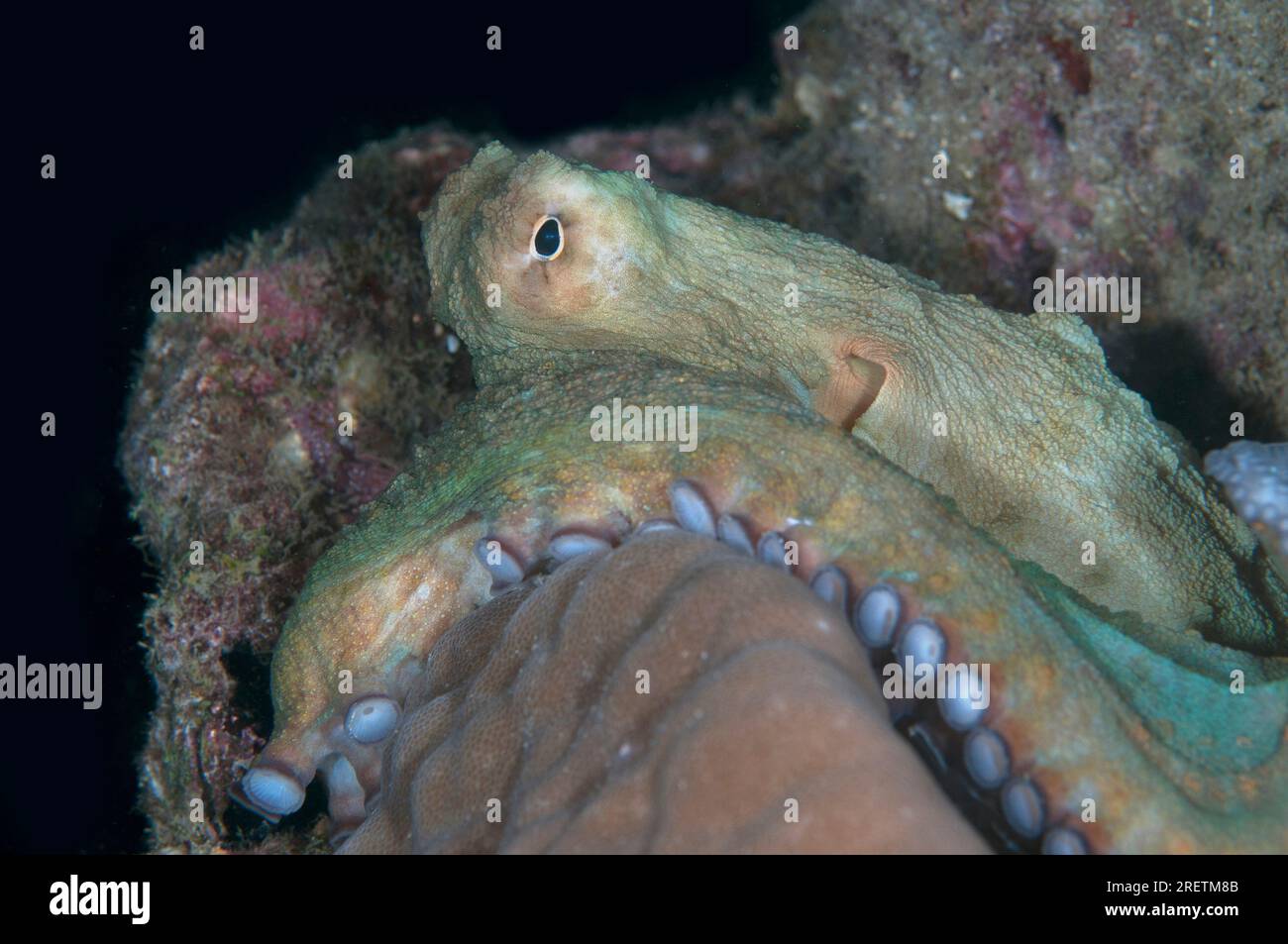 Day Octopus, Octopus cynae, Saonex Pier dive site, Dampier Strait, Raja ...