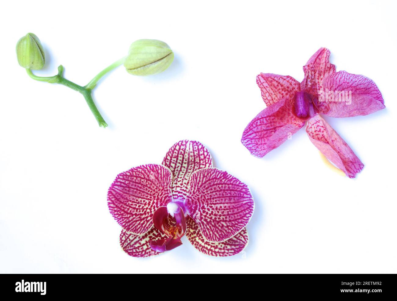 Life Cycle of an Orchid Stock Photo - Alamy