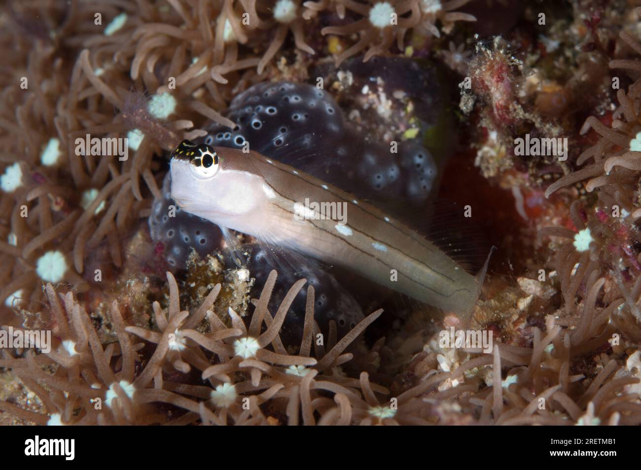 Spoke-eye Blenny, Ecsenius schroederi, Mike's Point, Dampier Strait ...