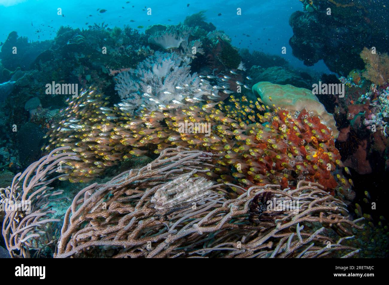 School of Yellow Sweepers, Parapriacanthus sp, Otdina Reef dive site ...