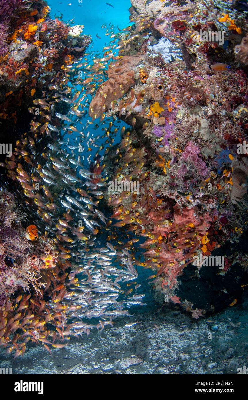 Silver fish manta hi-res stock photography and images - Alamy