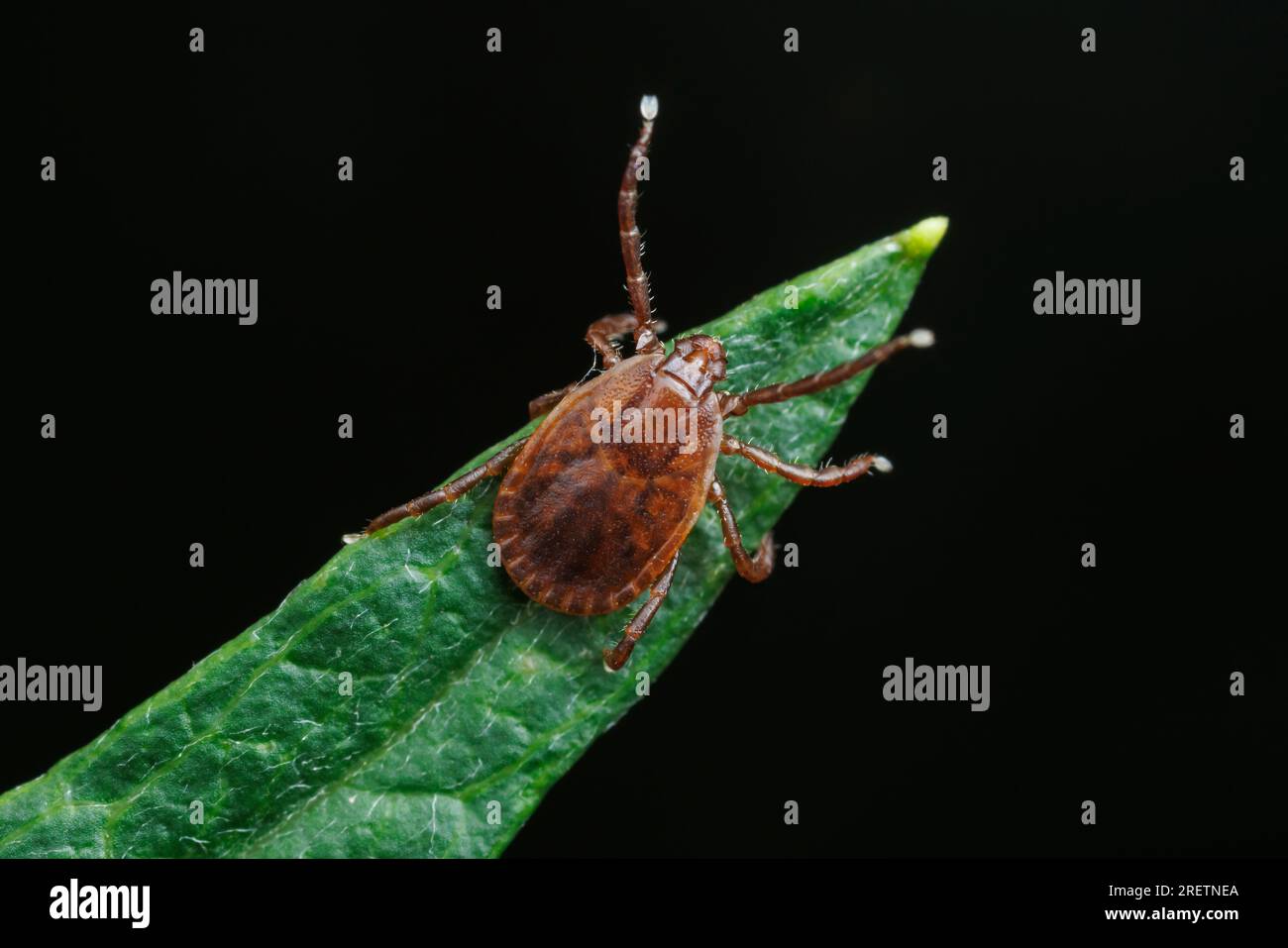 Asian Longhorned Tick (Haemaphysalis longicornis Stock Photo - Alamy