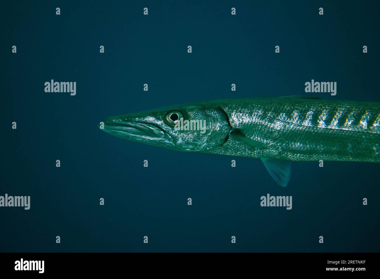 Great Barracuda, Sphyraena barracuda, Mangrove Ridge, West Waigeo, Raja ...
