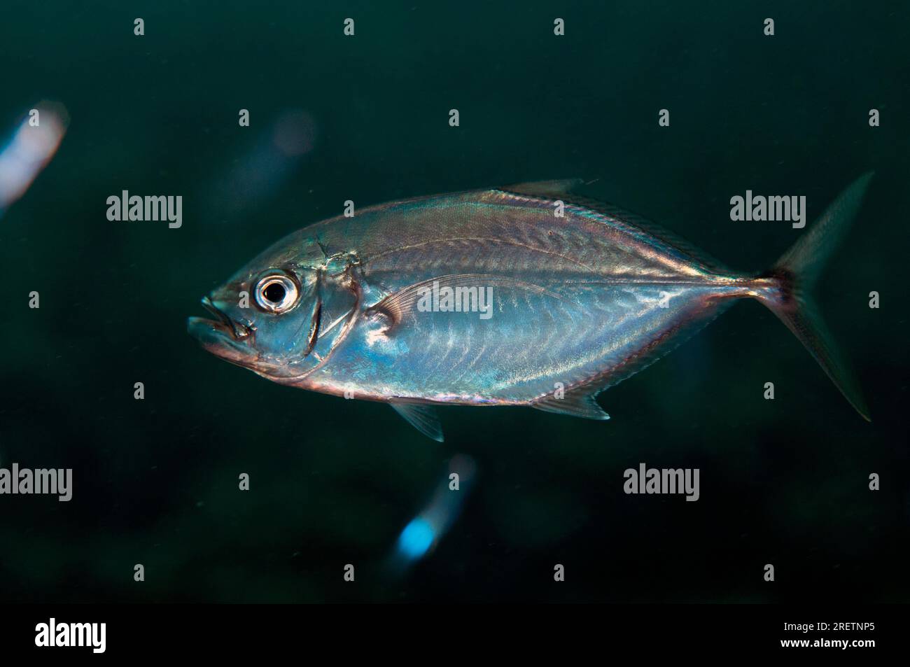 Herring Scad, Alepes vari, Mangrove Ridge, West Waigeo, Raja Ampat ...