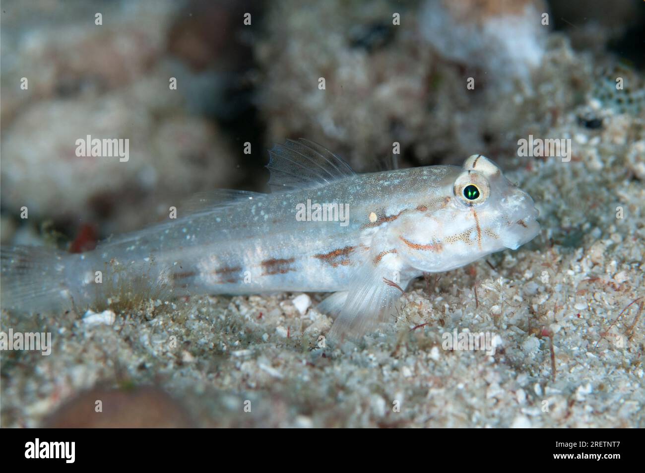 Shoulderspot Goby, Gnatholepsis cauerensis, Mangrove Ridge, West Waigeo ...