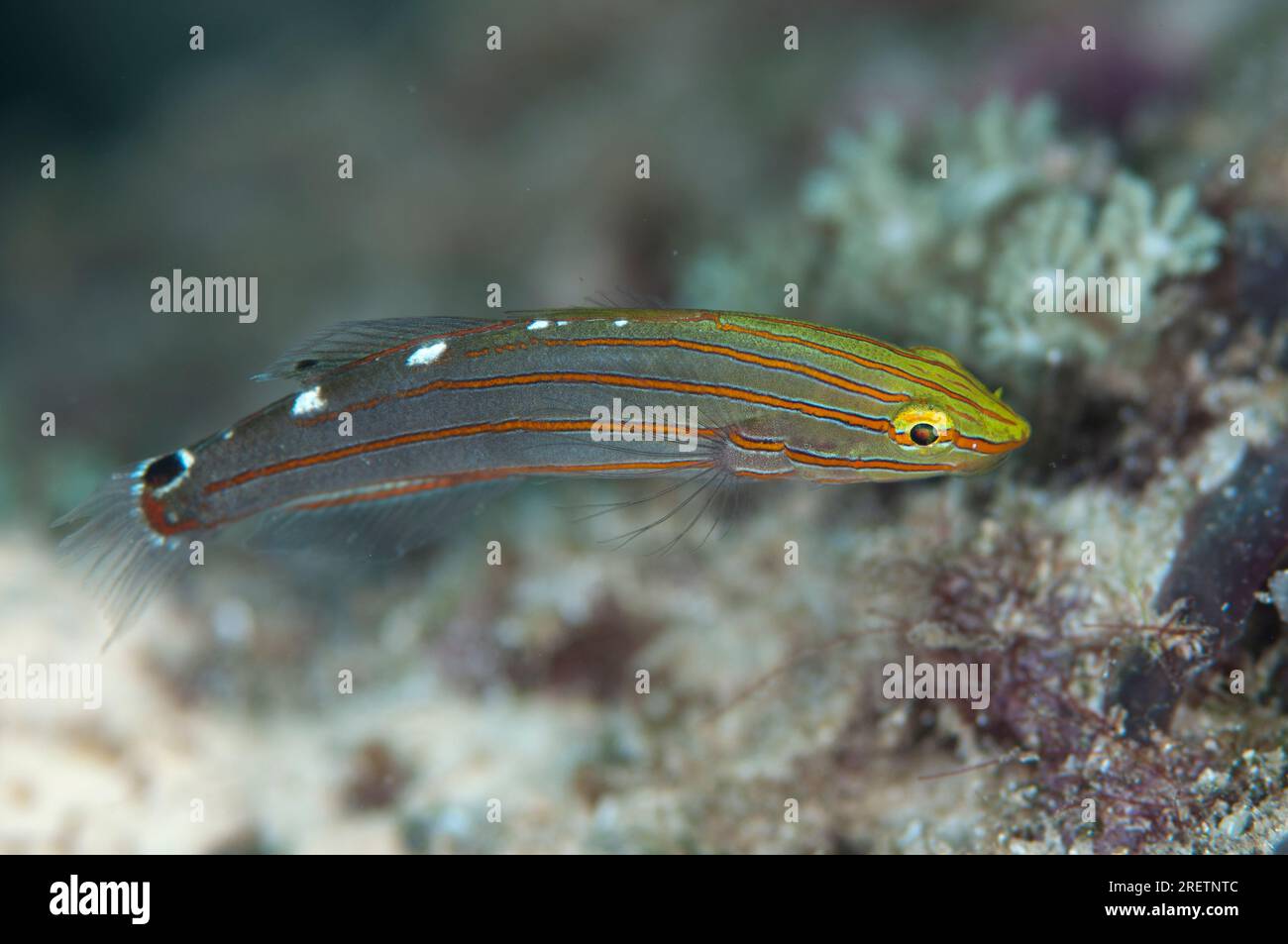 Old Glory Goby, Amblygobius rainfordi, Mangrove Ridge, West Waigeo ...