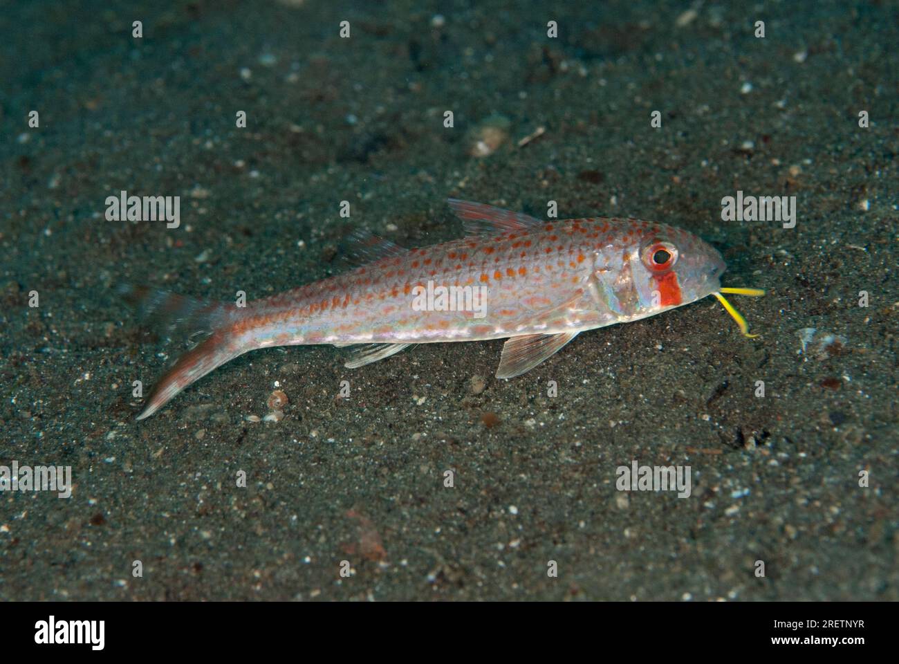 Sunda Goatfish, Upeneus sundaicus, on sand, Joleha dive site, Lembeh ...