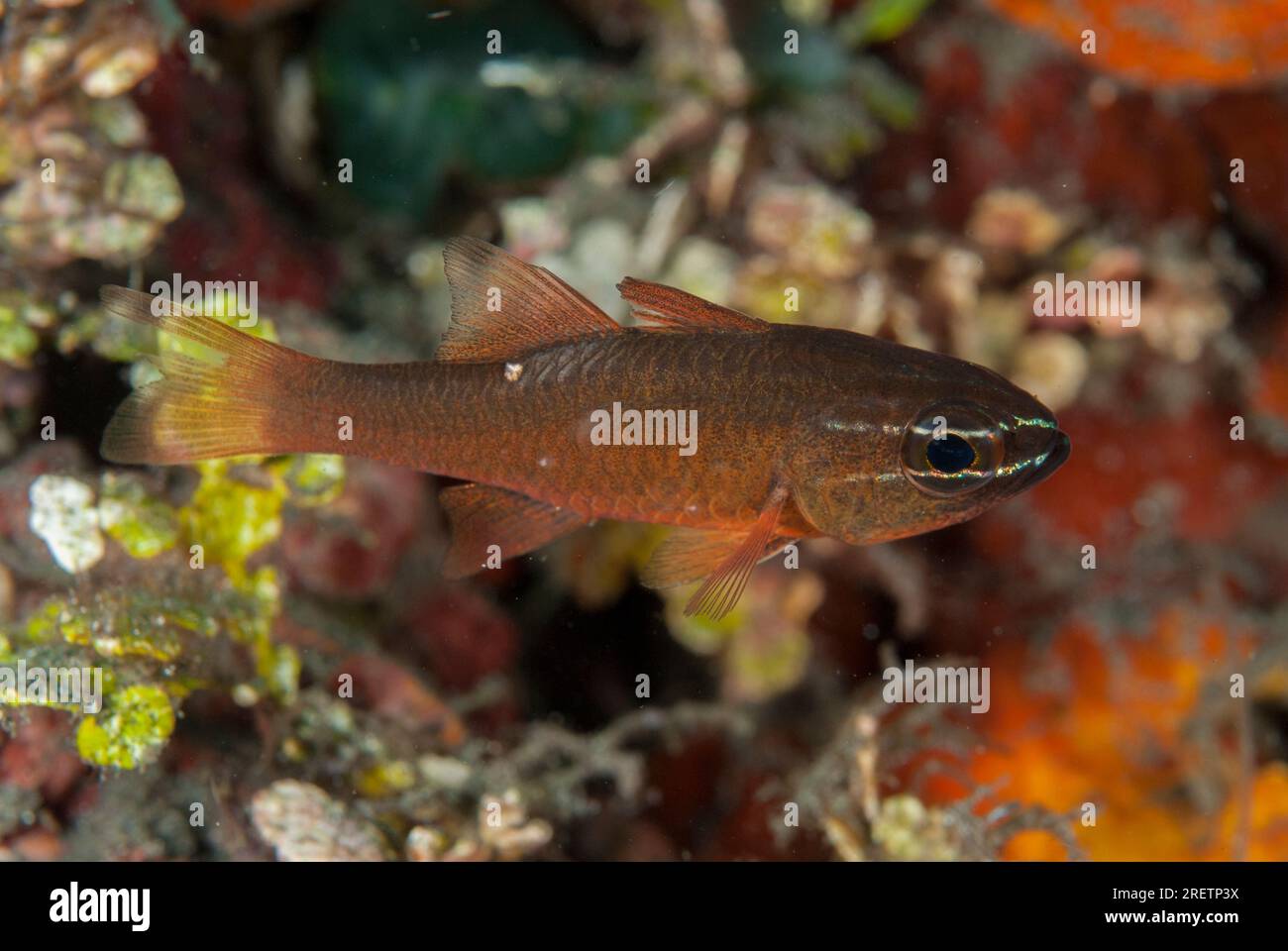 Moluccan Cardinalfish, Ostorhinchus moluccensis, Joleha dive site ...