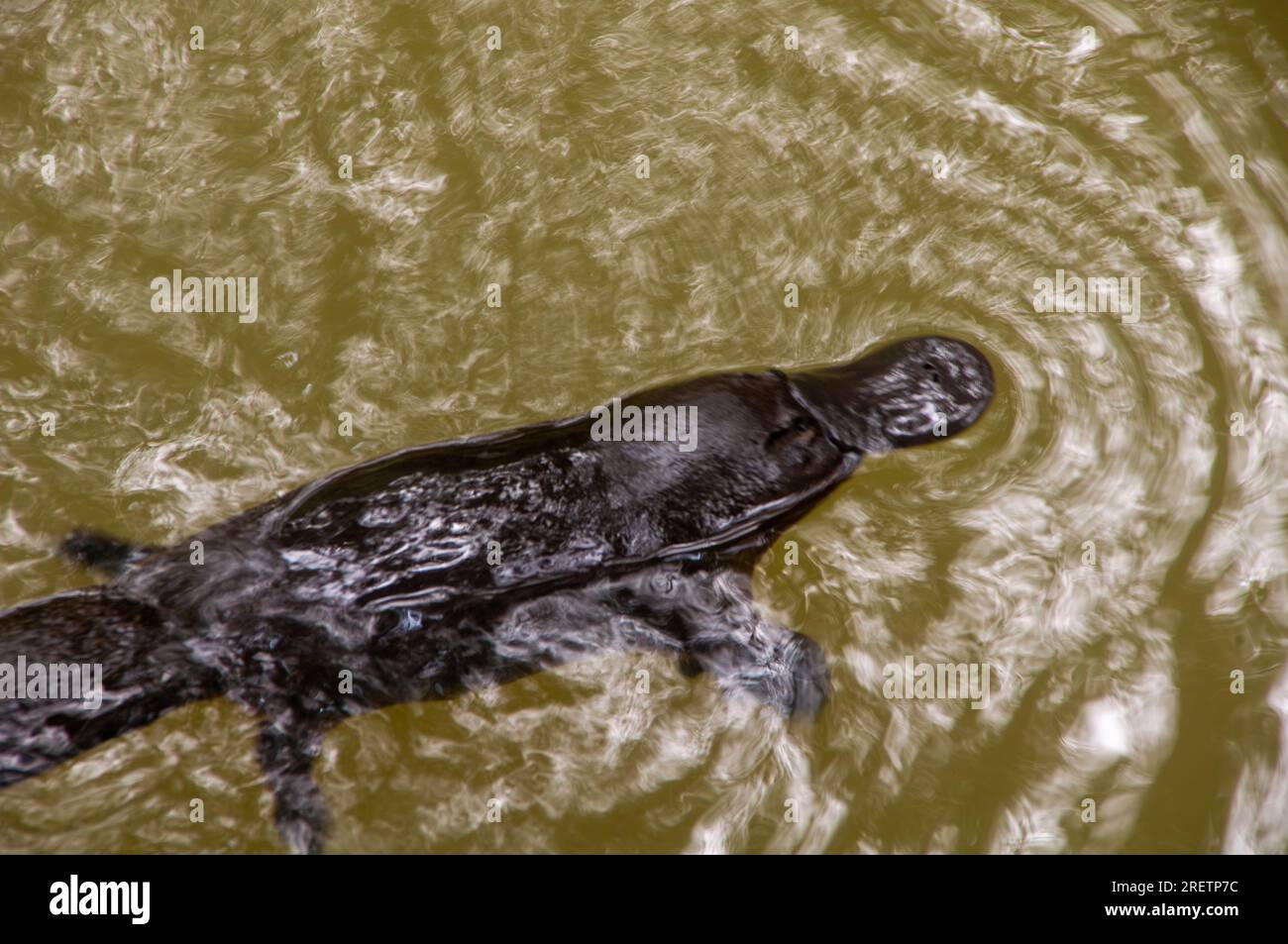 Platypus spur hi-res stock photography and images - Alamy