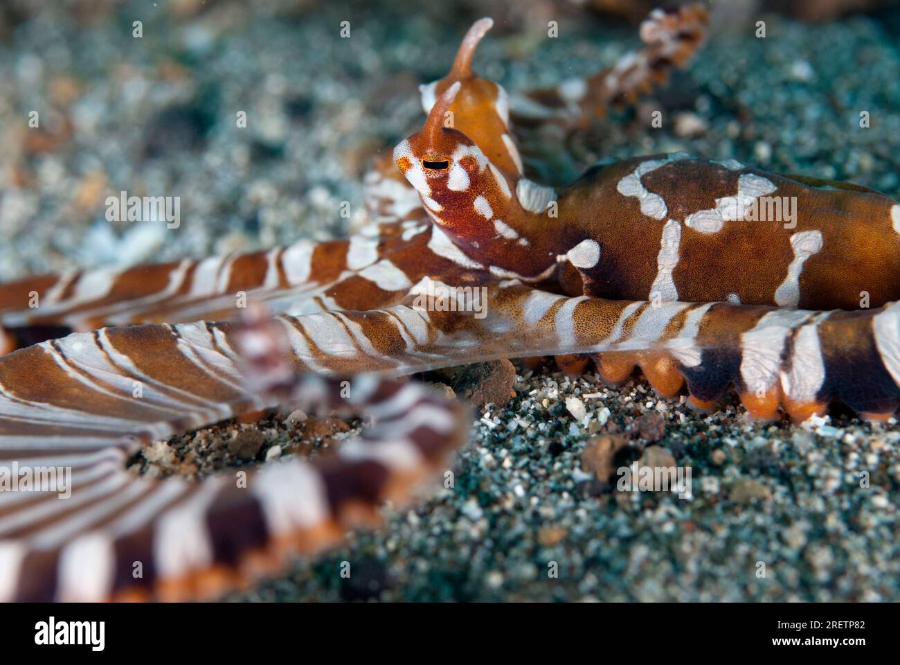 Wunderpus Octopus, Octopus photogenicus, hunting with extended skirt on ...