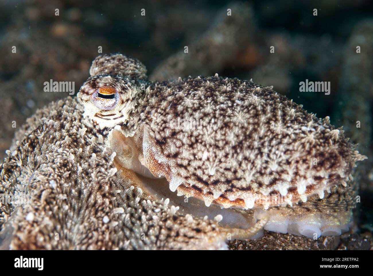 Long-armed Octopus, Octopus sp, Pantai Parigi dive site, Lembeh Straits ...