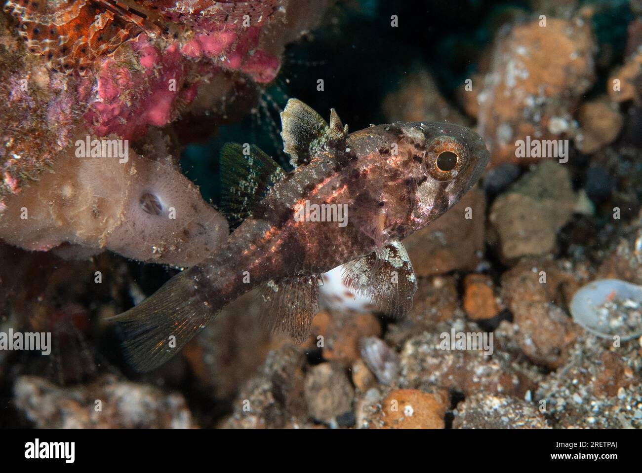 Spotless Cardinalfish, Fowleria vaiulae, Pantai Parigi dive site ...