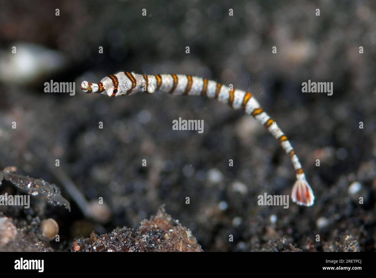 Banded pipefish hi-res stock photography and images - Alamy